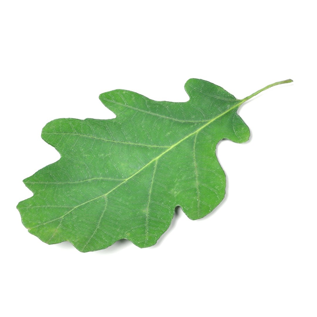 Oak Leaf 3ds