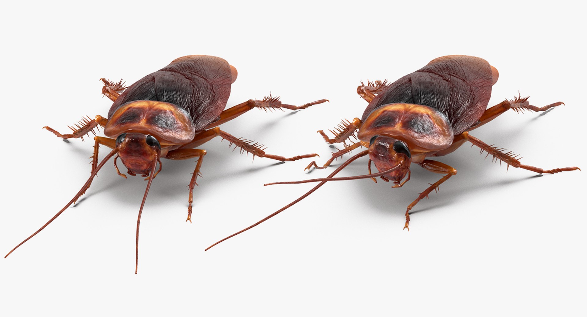 3D Rigged Cockroaches Model - TurboSquid 1225671