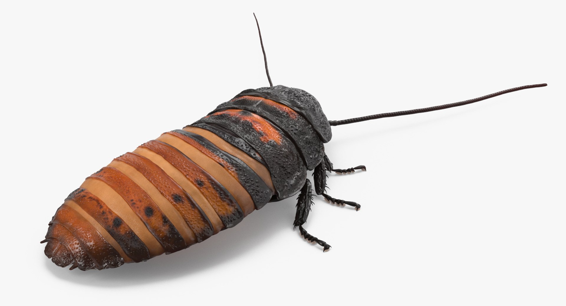3D rigged cockroaches model - TurboSquid 1225671
