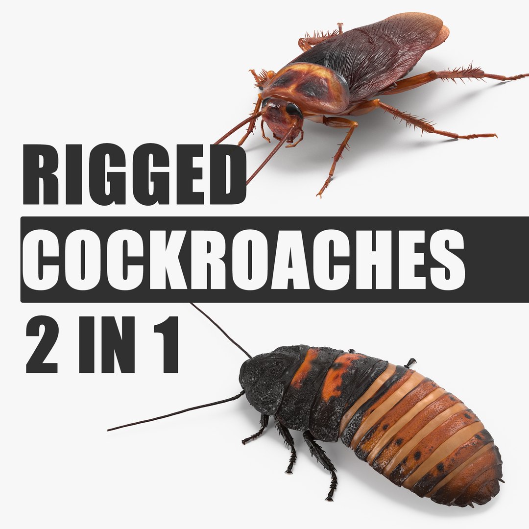 3D rigged cockroaches model - TurboSquid 1225671