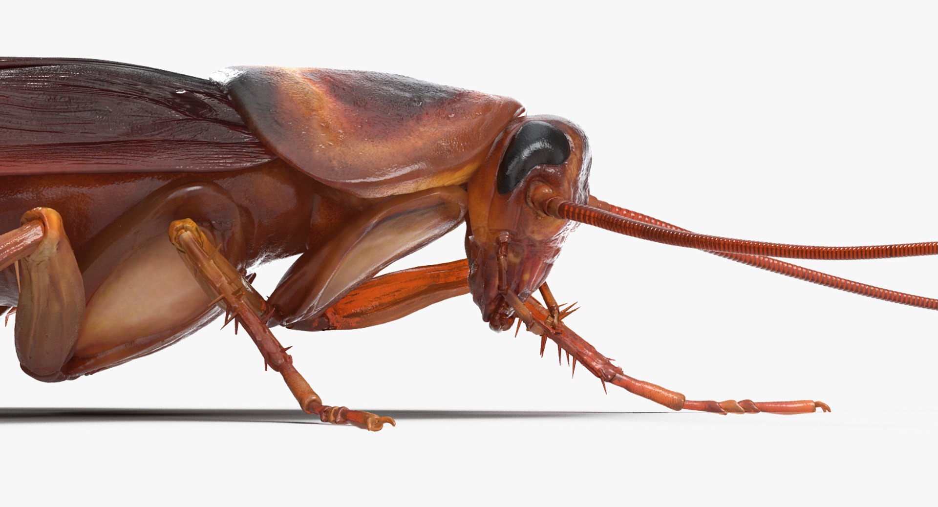 3D Rigged Cockroaches Model - TurboSquid 1225671