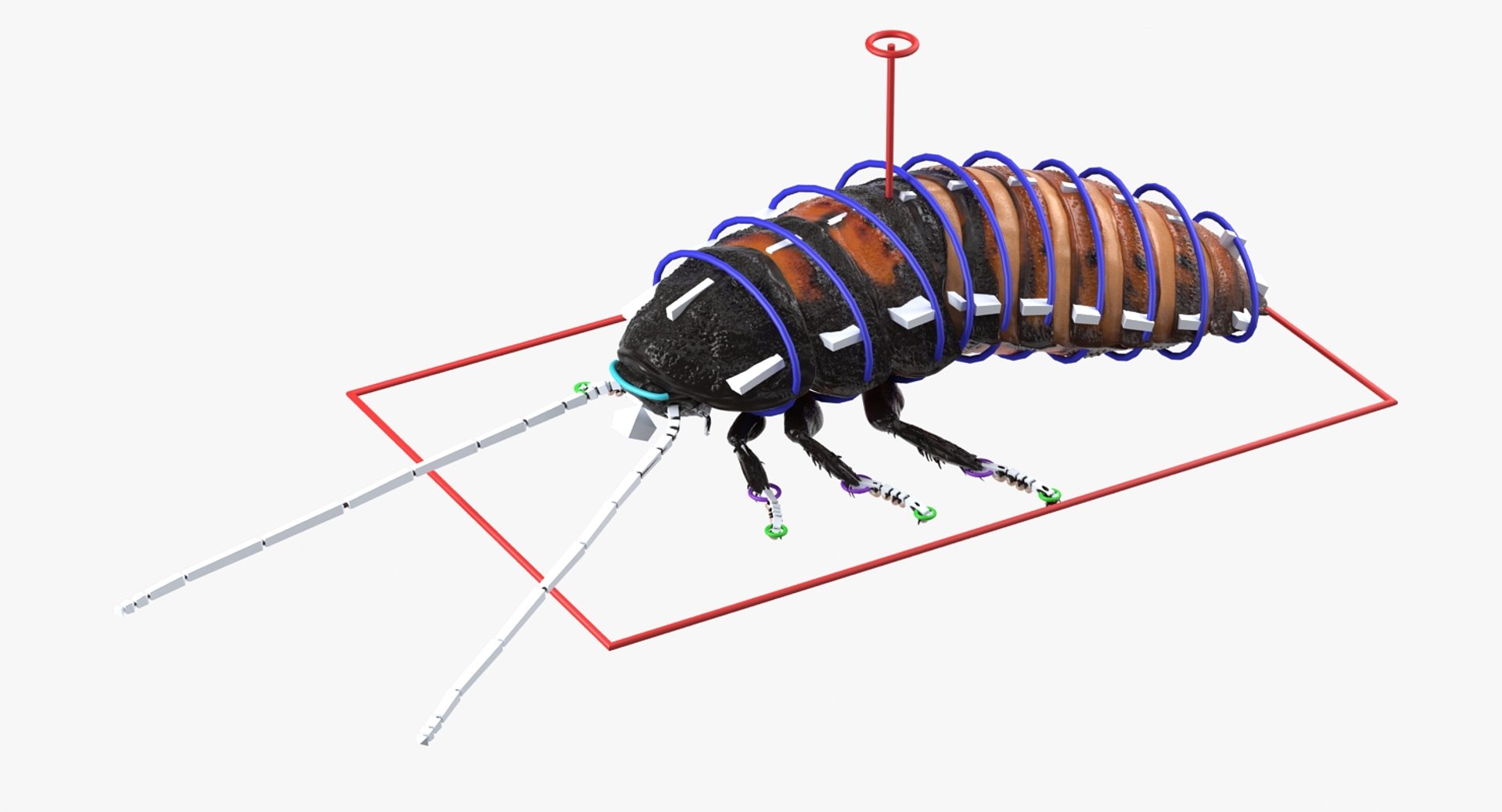 3D rigged cockroaches model - TurboSquid 1225671