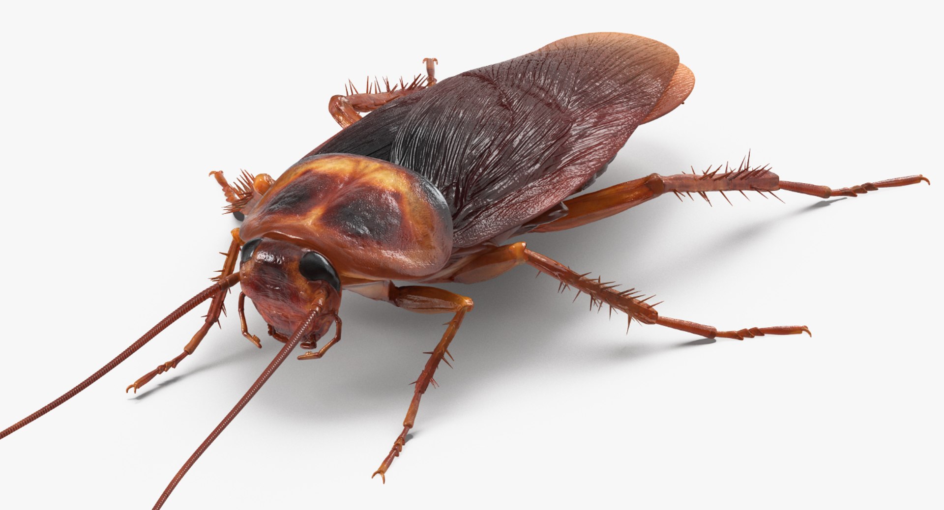 3D Rigged Cockroaches Model - TurboSquid 1225671