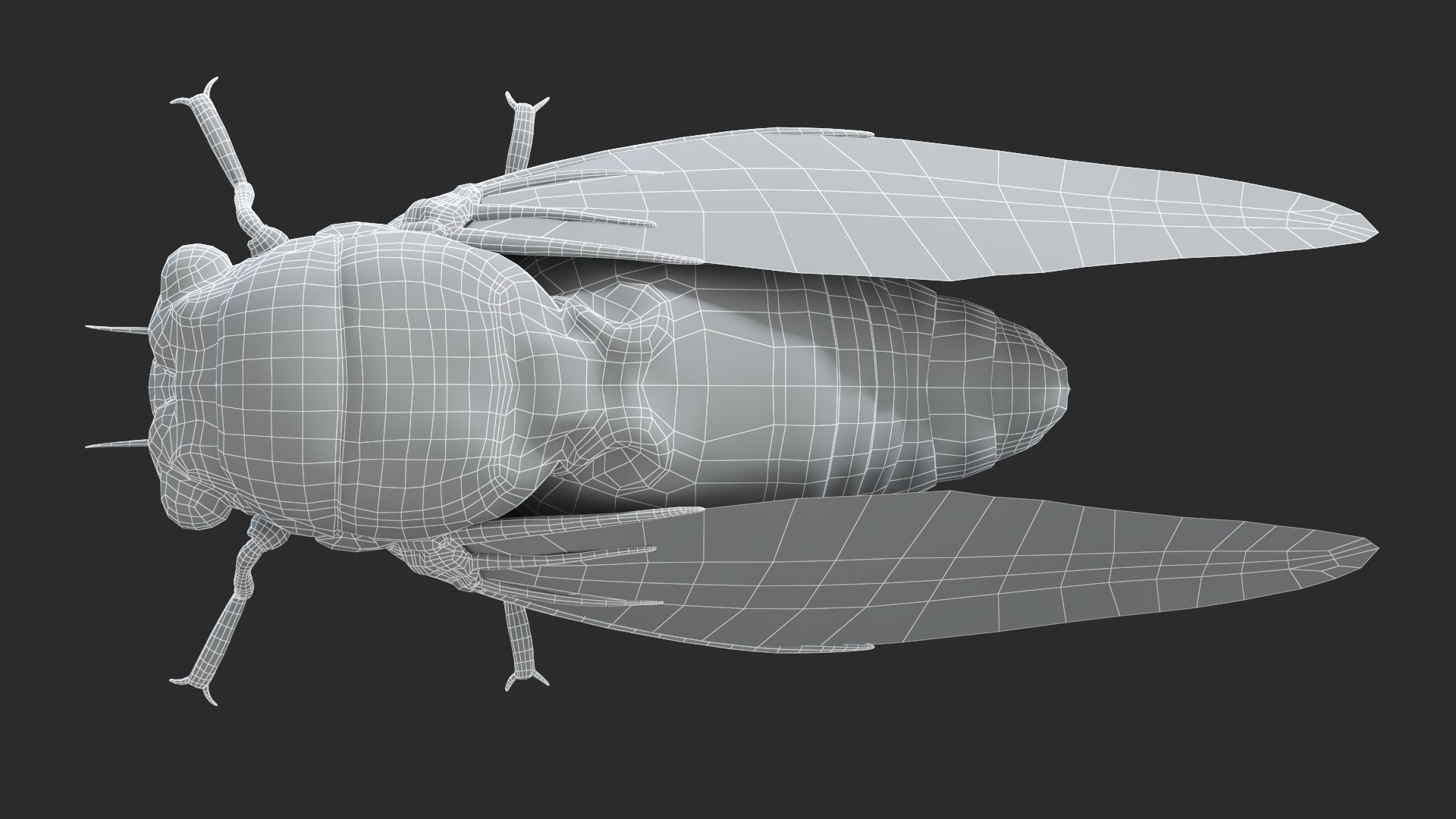 Cicada Static 3D Model - TurboSquid 1991190