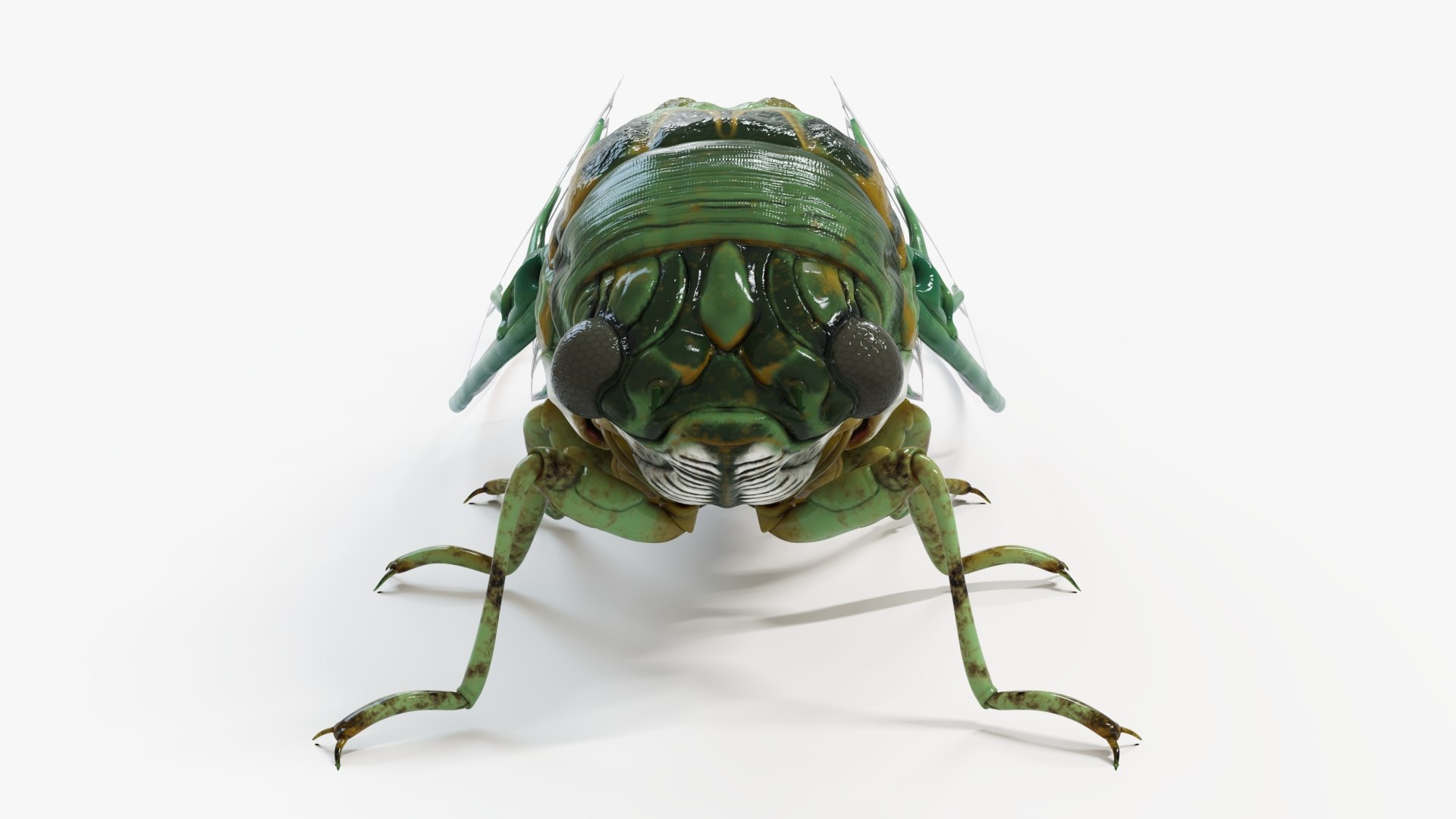 Cicada Static 3D Model - TurboSquid 1991190