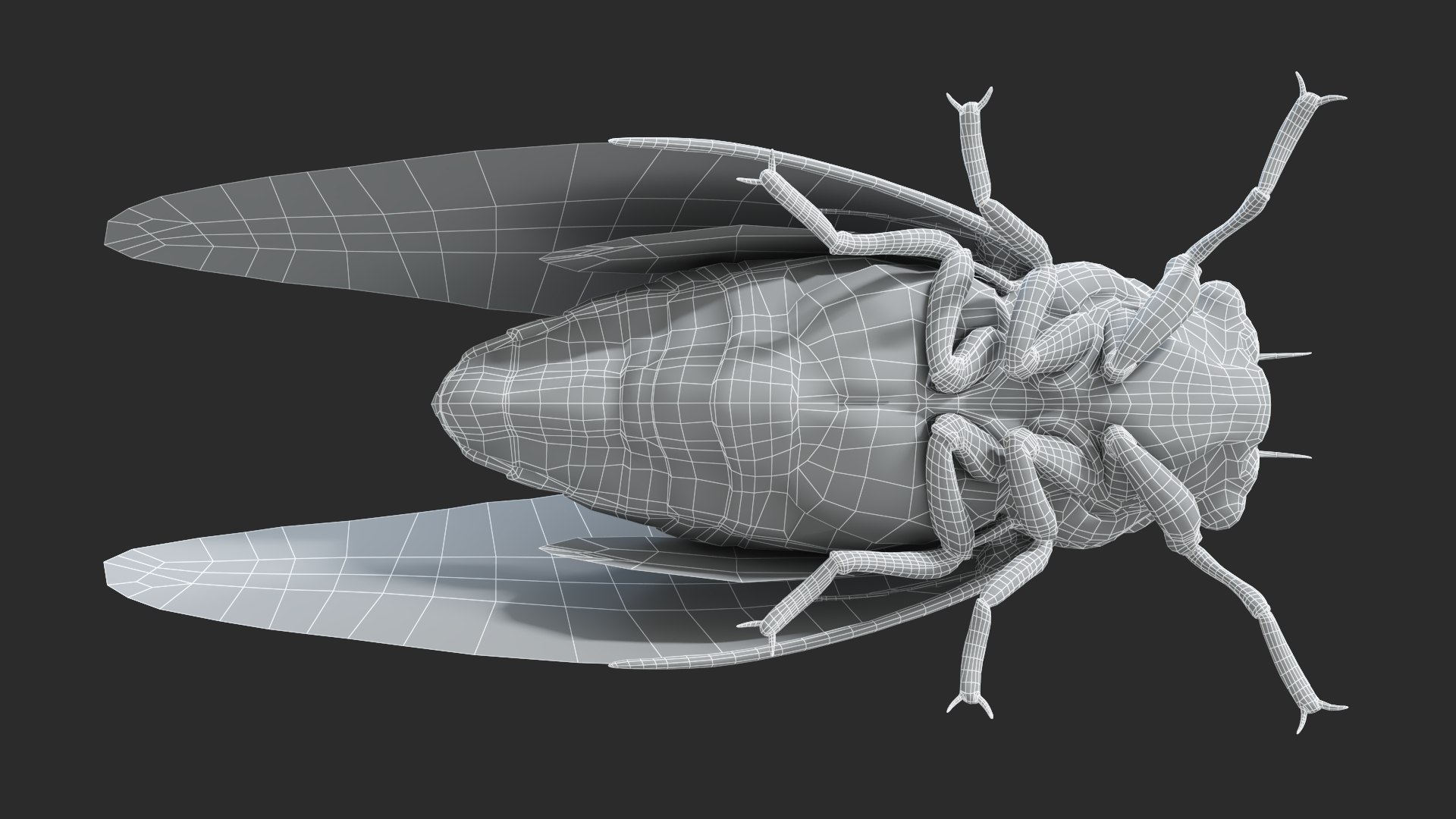 Cicada Static 3D Model - TurboSquid 1991190