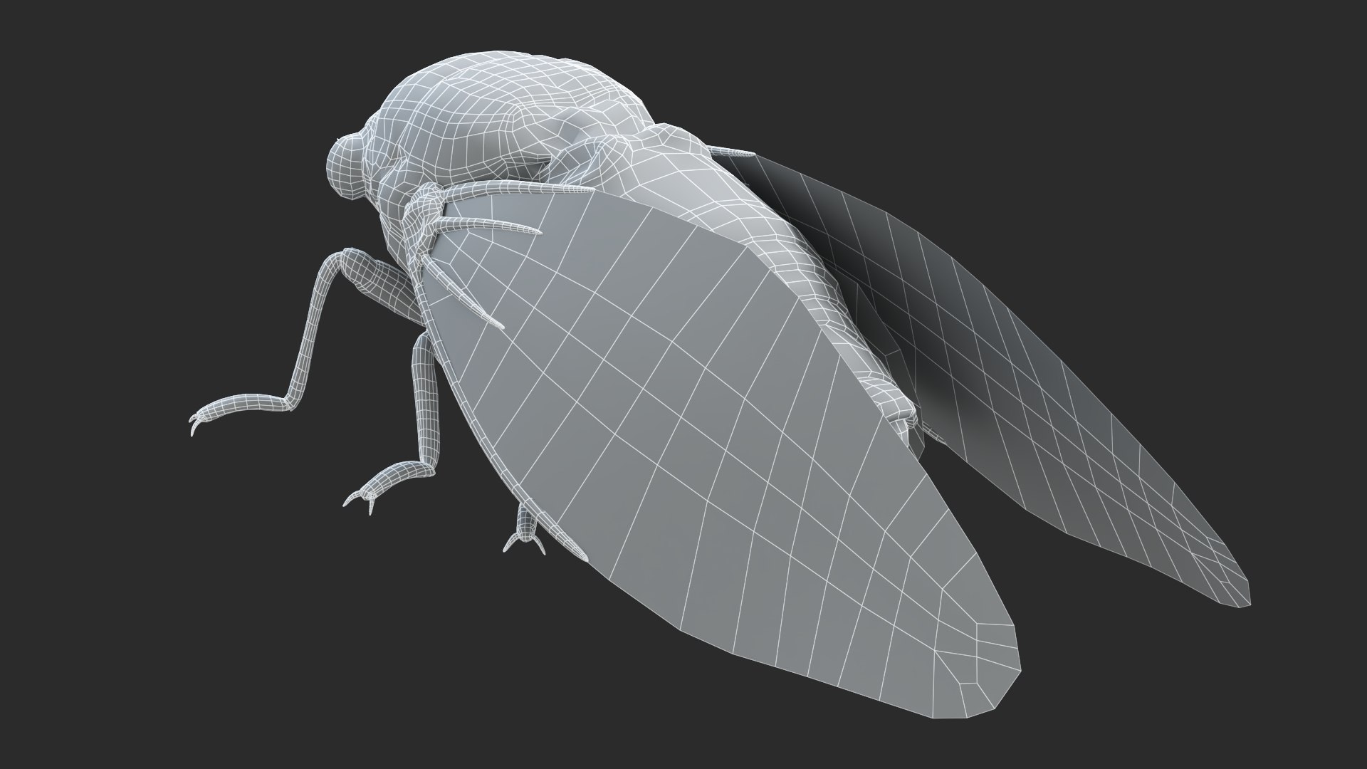 Cicada Static 3D Model - TurboSquid 1991190