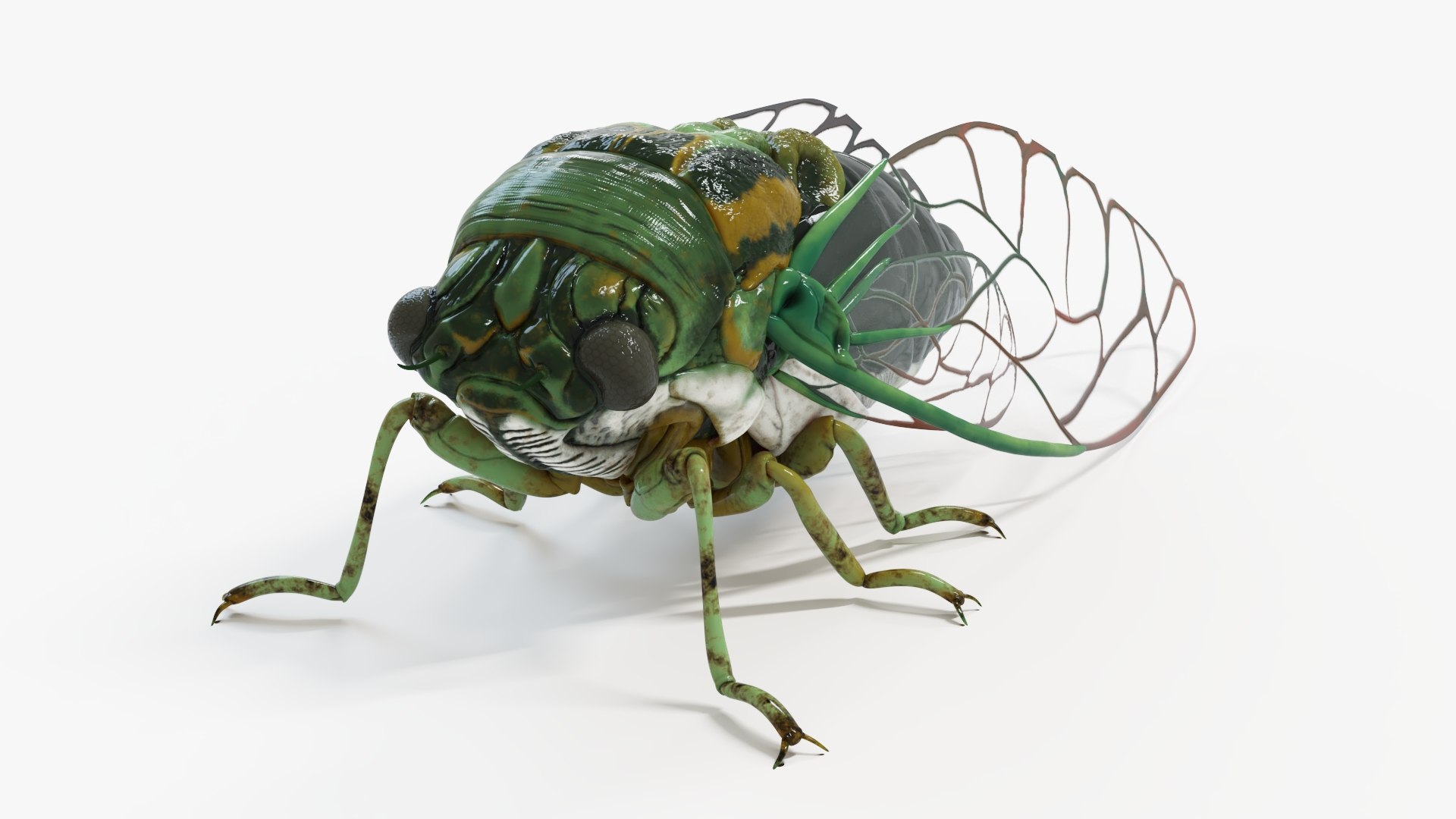 Cicada Static 3D Model - TurboSquid 1991190