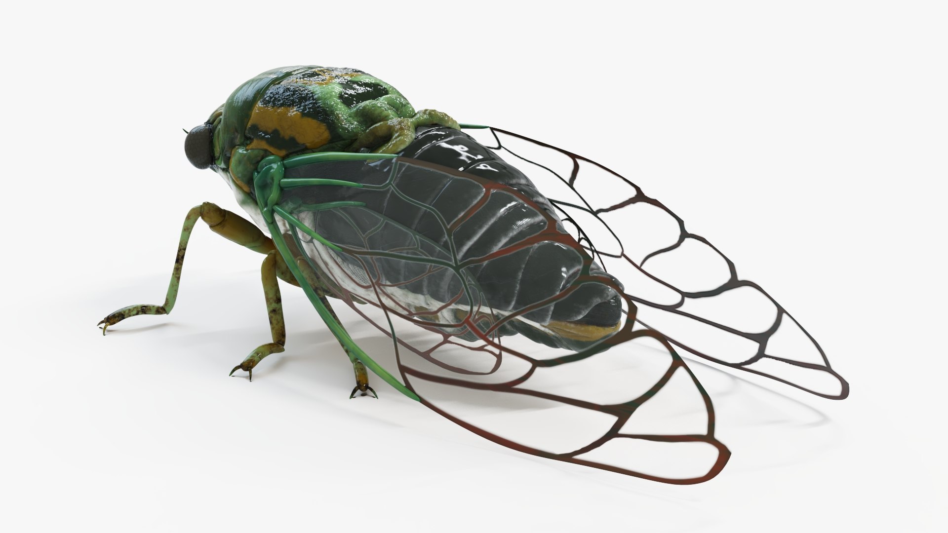 Cicada Static 3D Model - TurboSquid 1991190