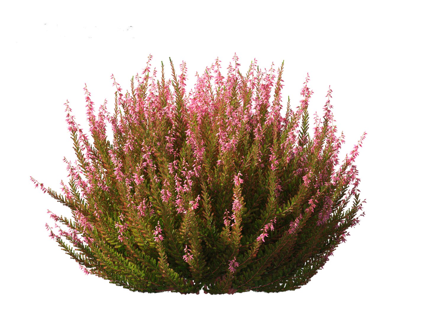Calluna Vulgaris -Scotch Heather 3D - TurboSquid 2140577