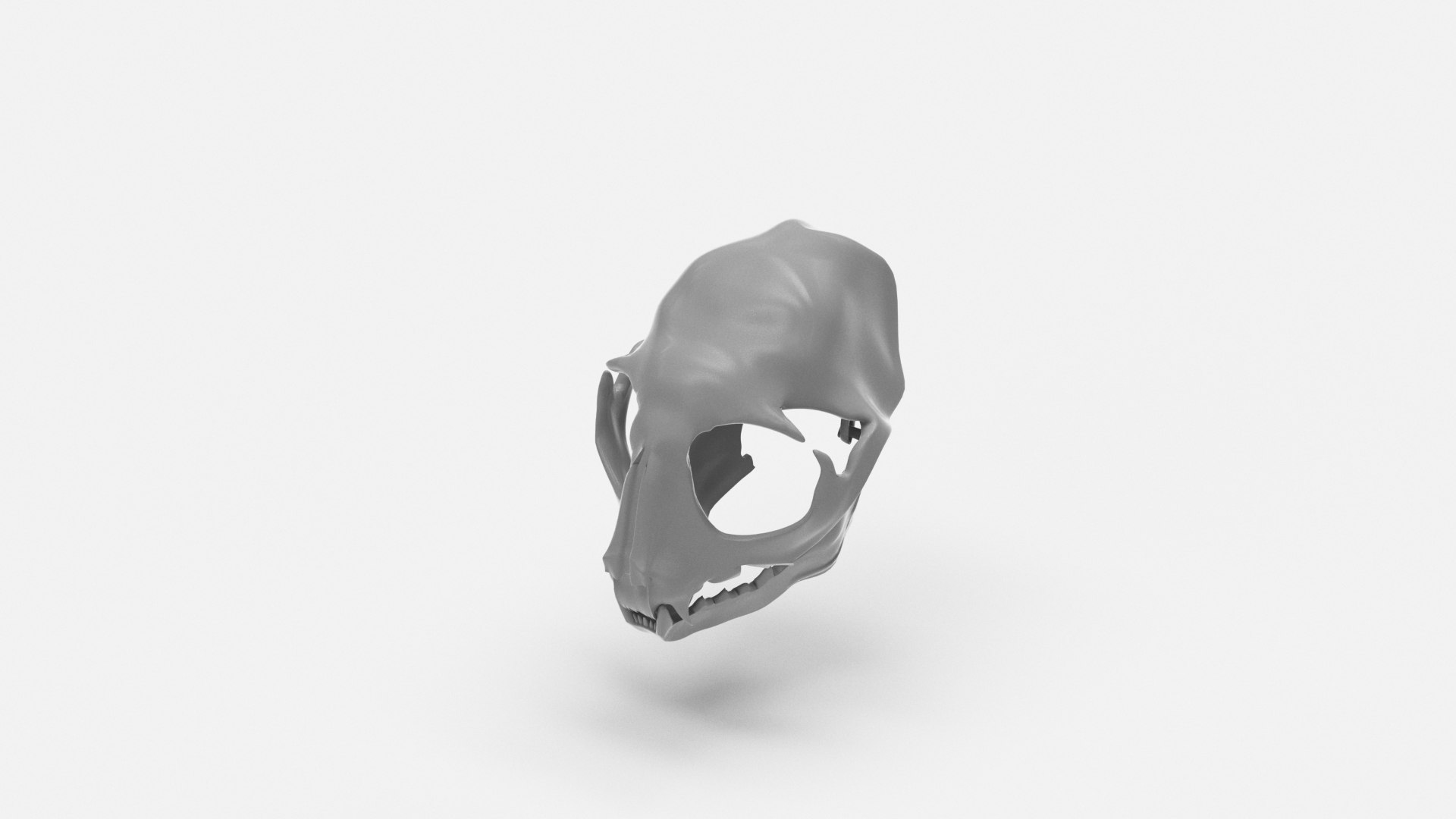 Cat Skull 3D Model - TurboSquid 1384350