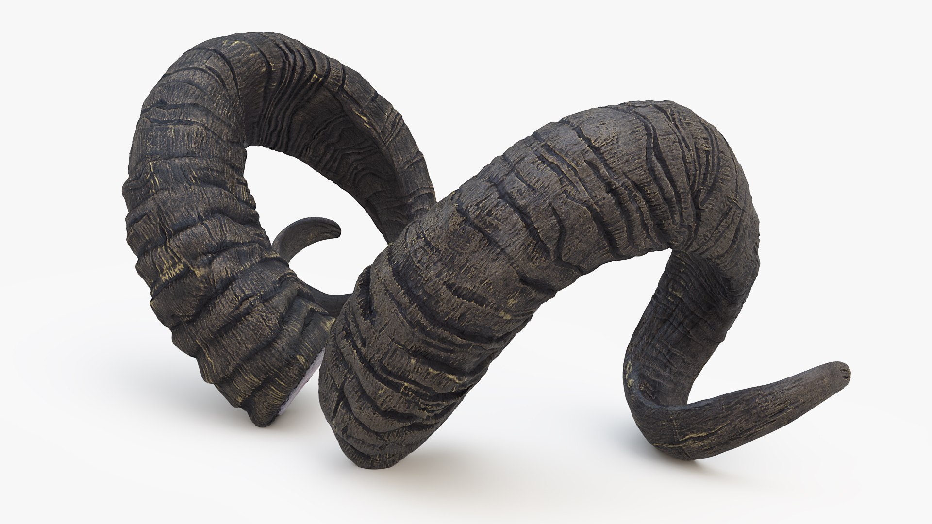 Sawed Off Mountain Ram Horns Black 3D Model - TurboSquid 2325311