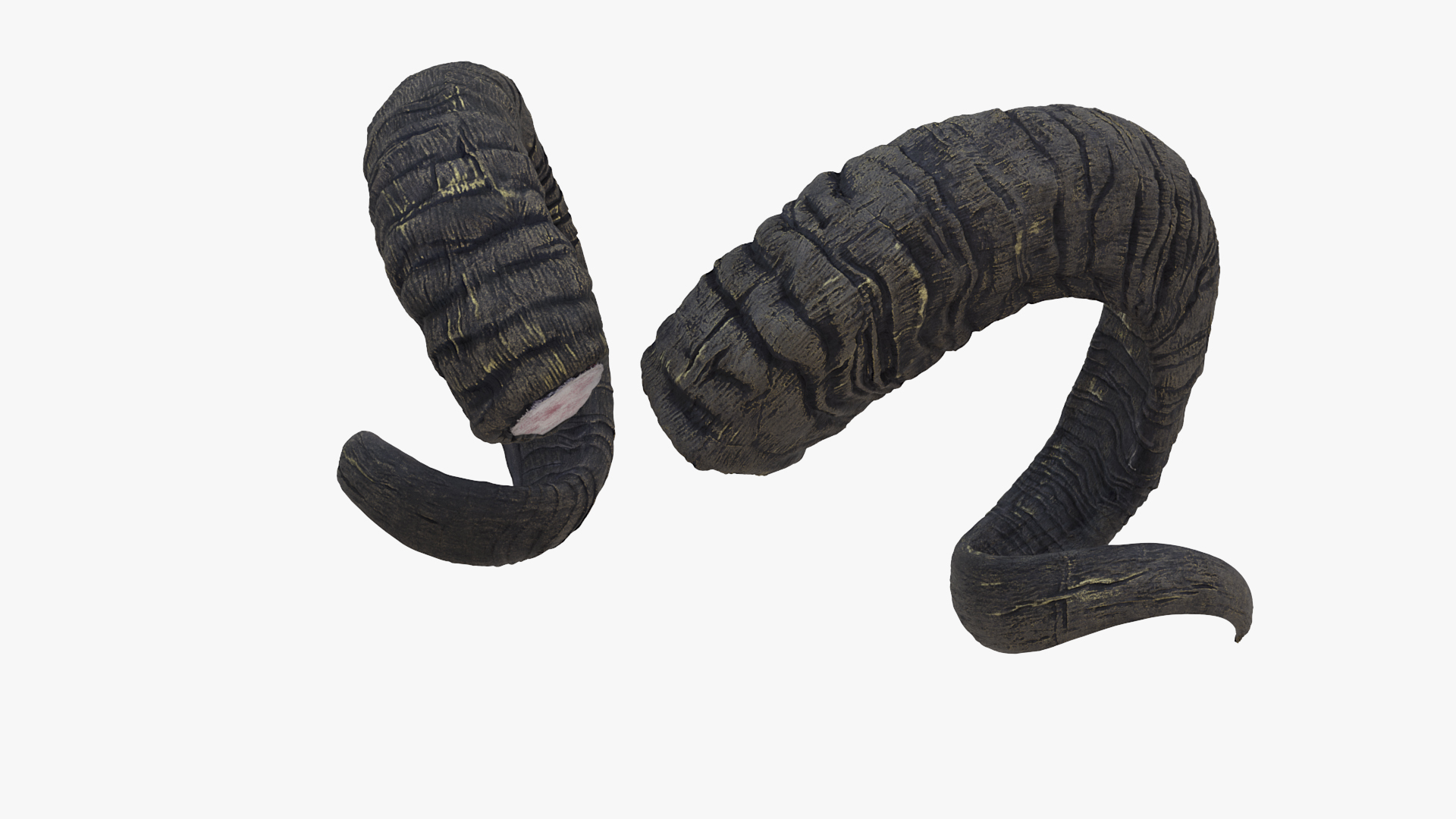 Sawed Off Mountain Ram Horns Black 3D Model - TurboSquid 2325311