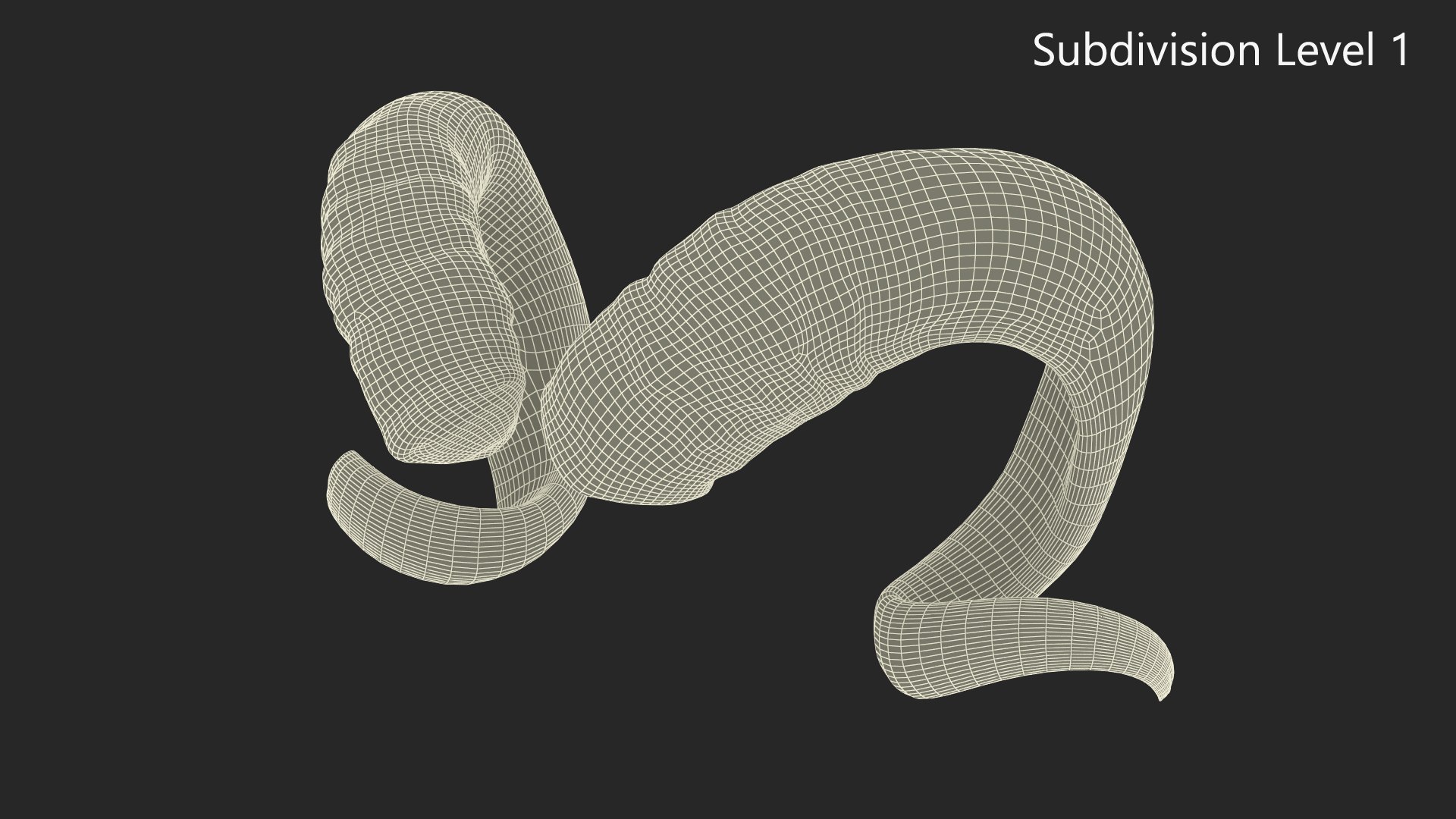 Sawed Off Mountain Ram Horns Black 3D Model - TurboSquid 2325311