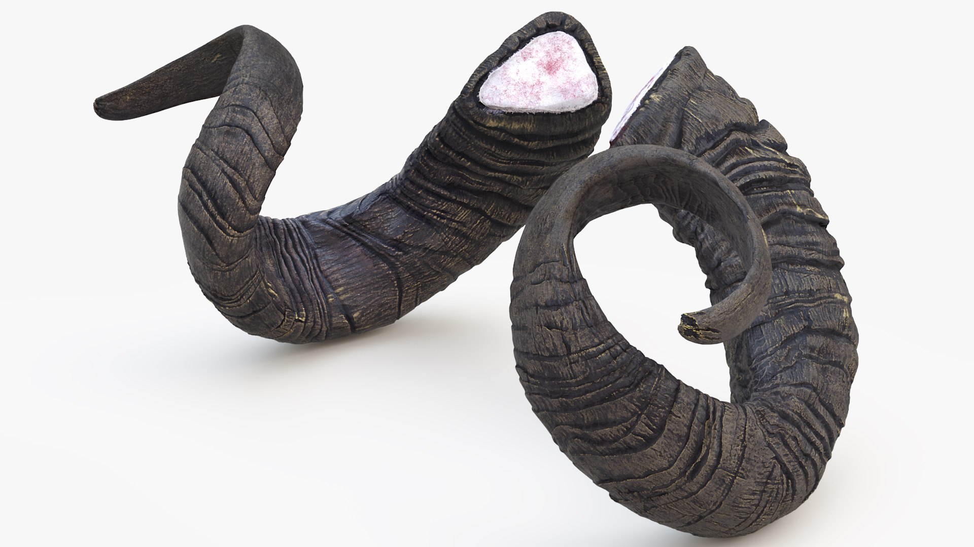 Sawed Off Mountain Ram Horns Black 3D Model - TurboSquid 2325311