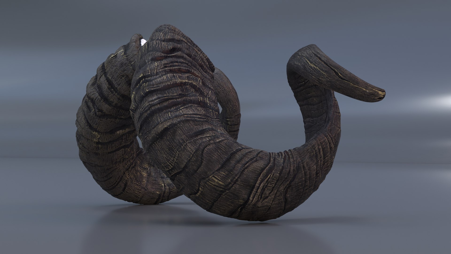Sawed Off Mountain Ram Horns Black 3D Model - TurboSquid 2325311