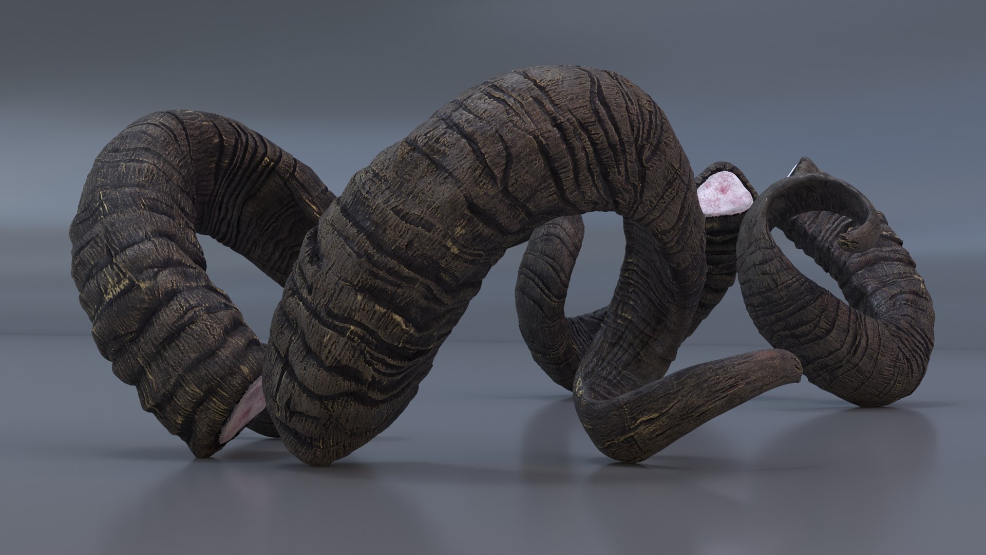Sawed Off Mountain Ram Horns Black 3D Model - TurboSquid 2325311