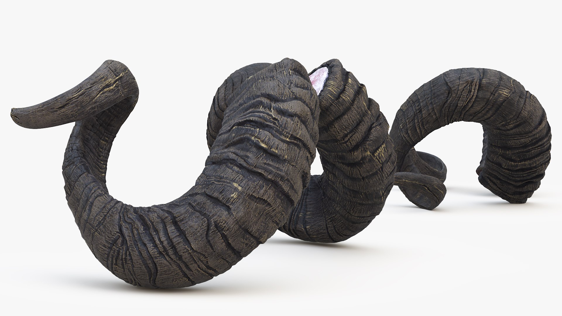 Sawed Off Mountain Ram Horns Black 3D Model - TurboSquid 2325311