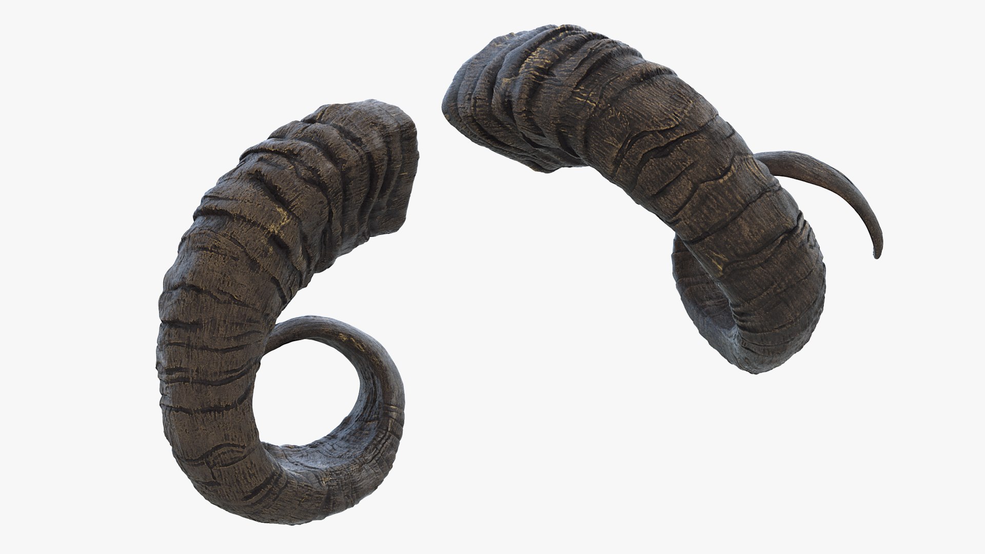 Sawed Off Mountain Ram Horns Black 3D Model - TurboSquid 2325311
