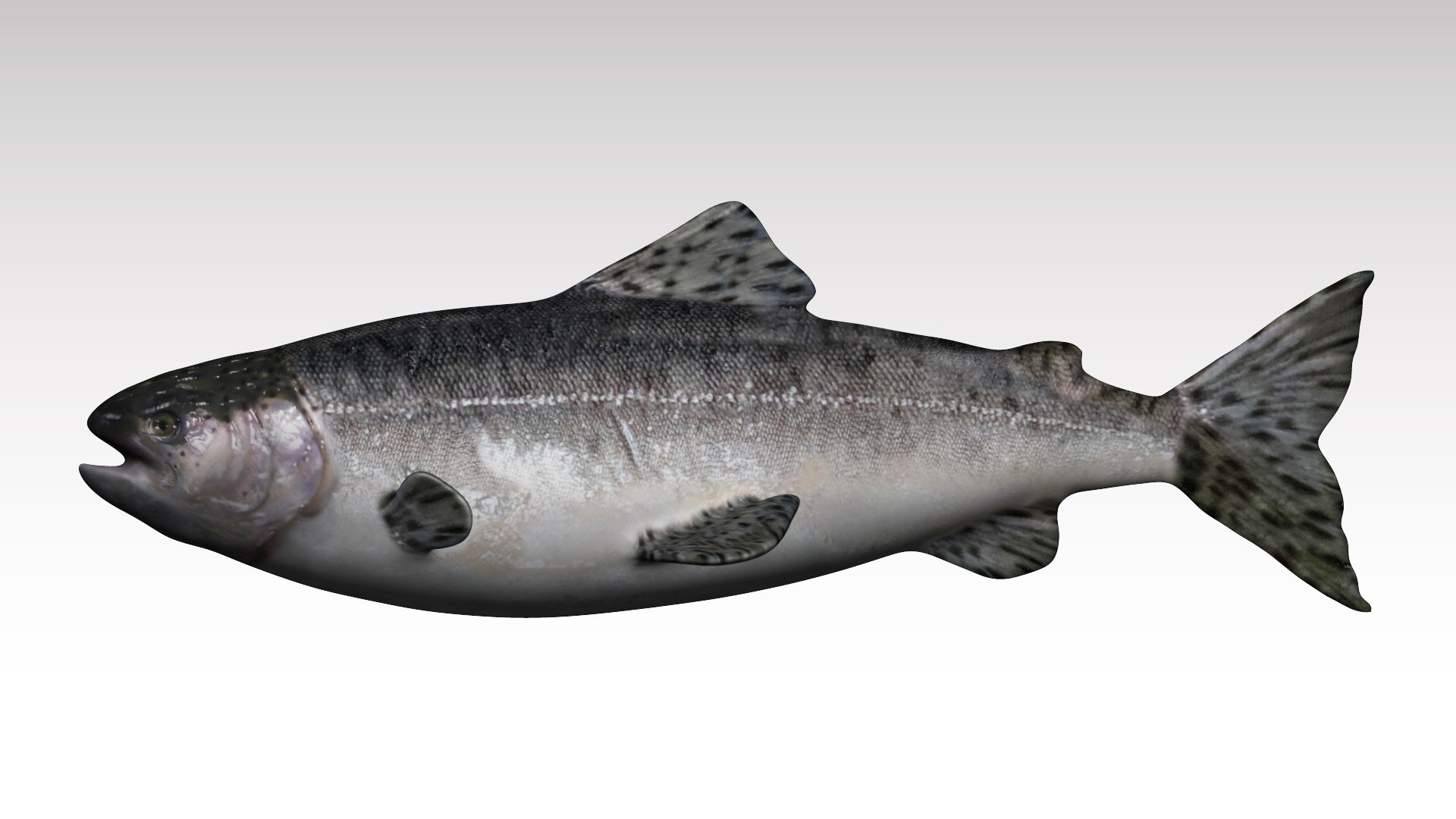 Rigged Salmon Fish 3D - TurboSquid 1744938