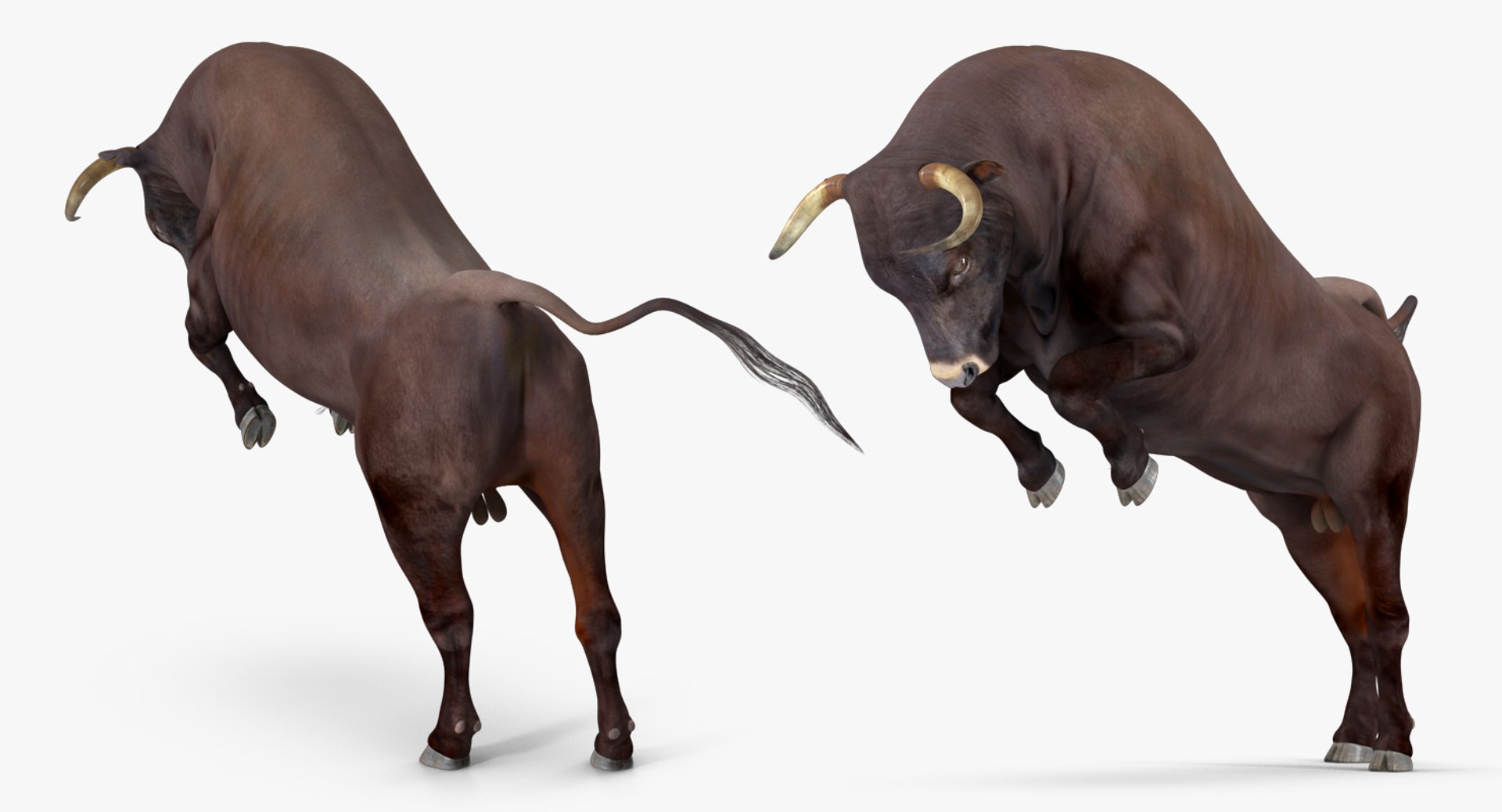 3D bull rigged model - TurboSquid 1221395