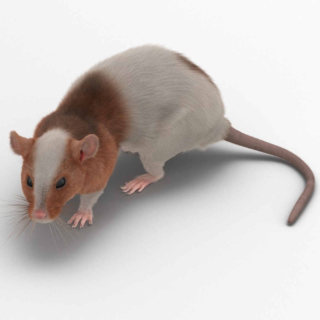 3d Rat 3 Pose 5