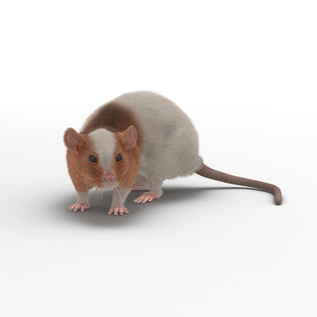 3d Rat 3 Pose 5
