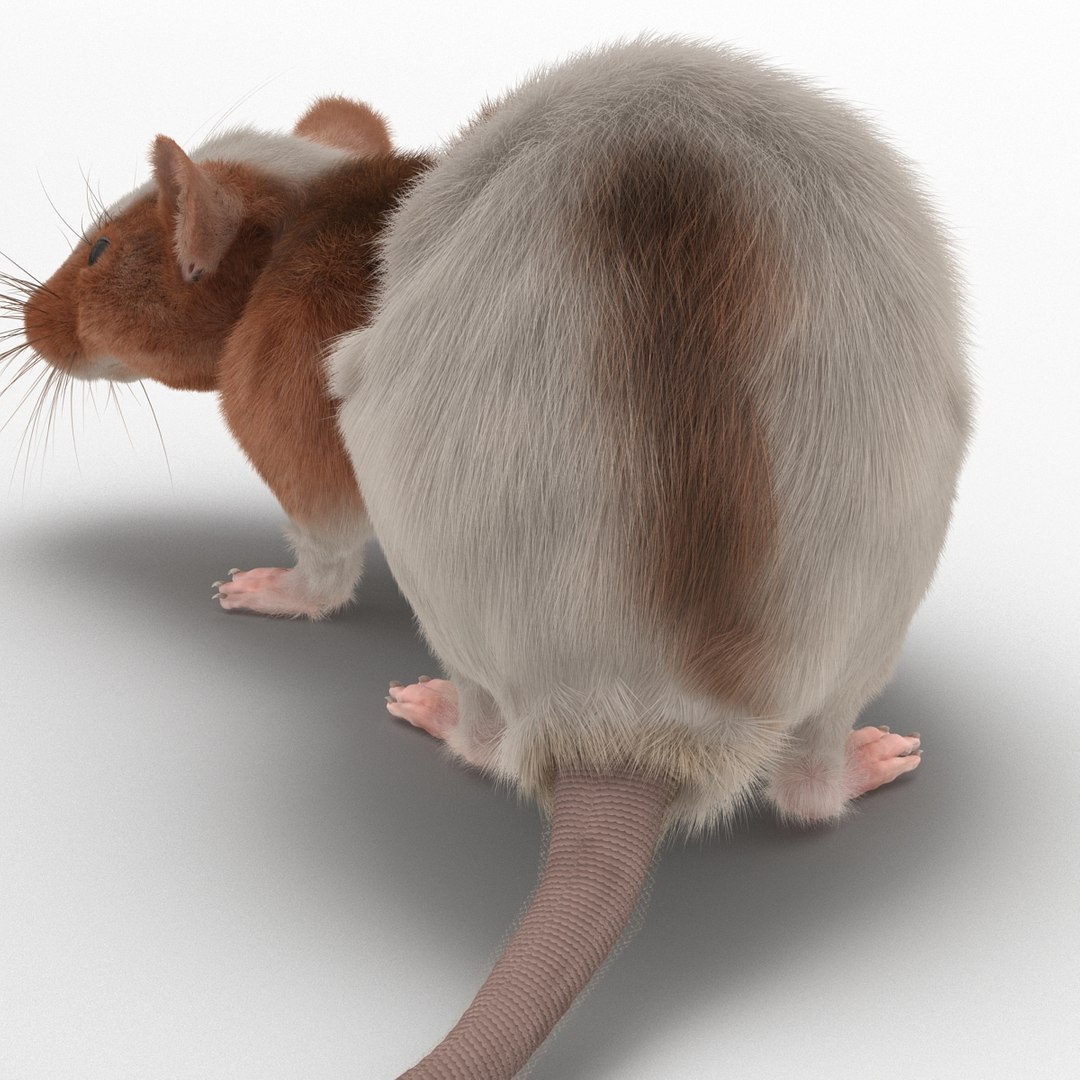3d Rat 3 Pose 5
