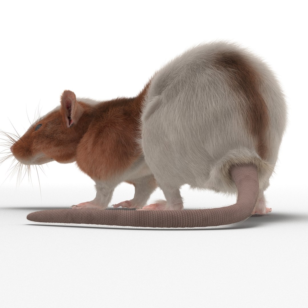 3d Rat 3 Pose 5