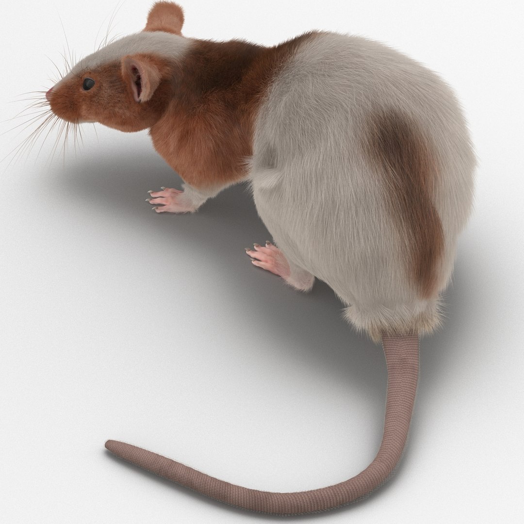 3d Rat 3 Pose 5