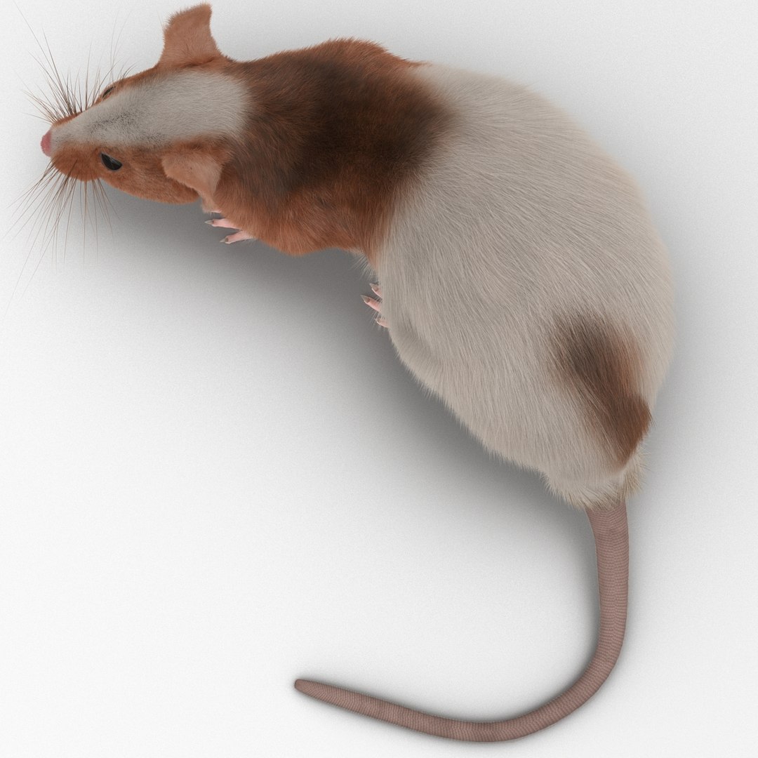 3d Rat 3 Pose 5