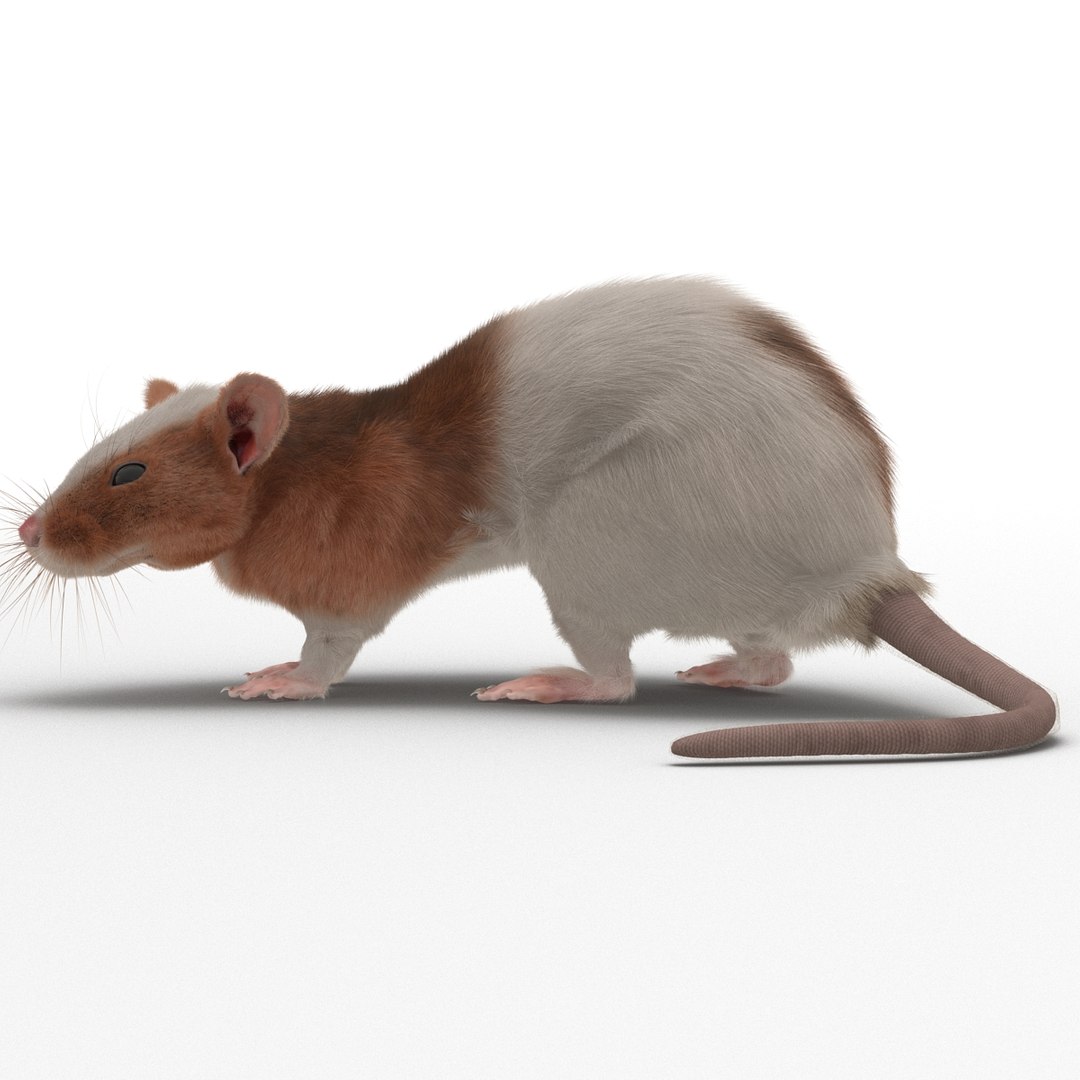 3d Rat 3 Pose 5
