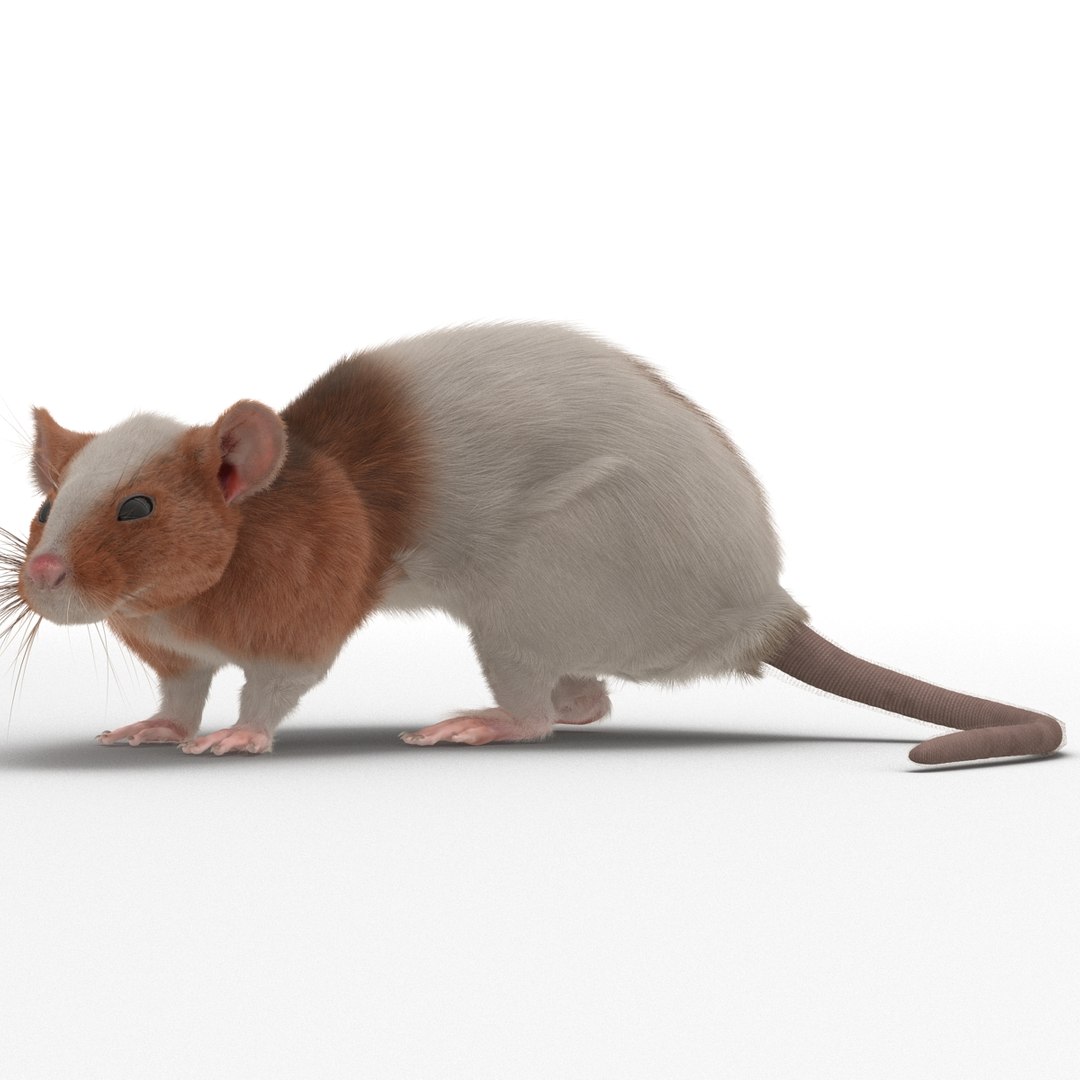 3d Rat 3 Pose 5