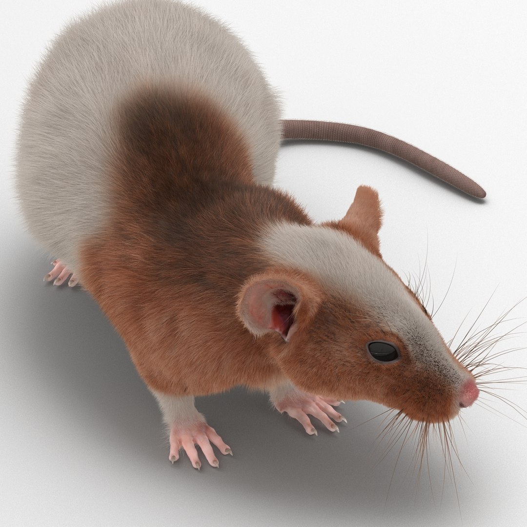 3d Rat 3 Pose 5