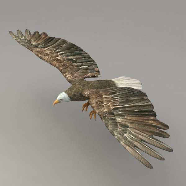 rigged flying eagle animation 3d model