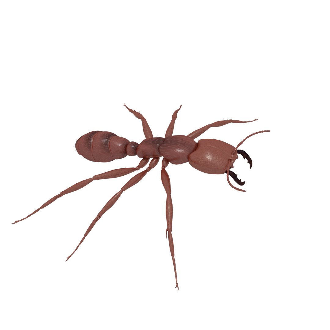 3D Army Ant Worker Model - TurboSquid 1206314