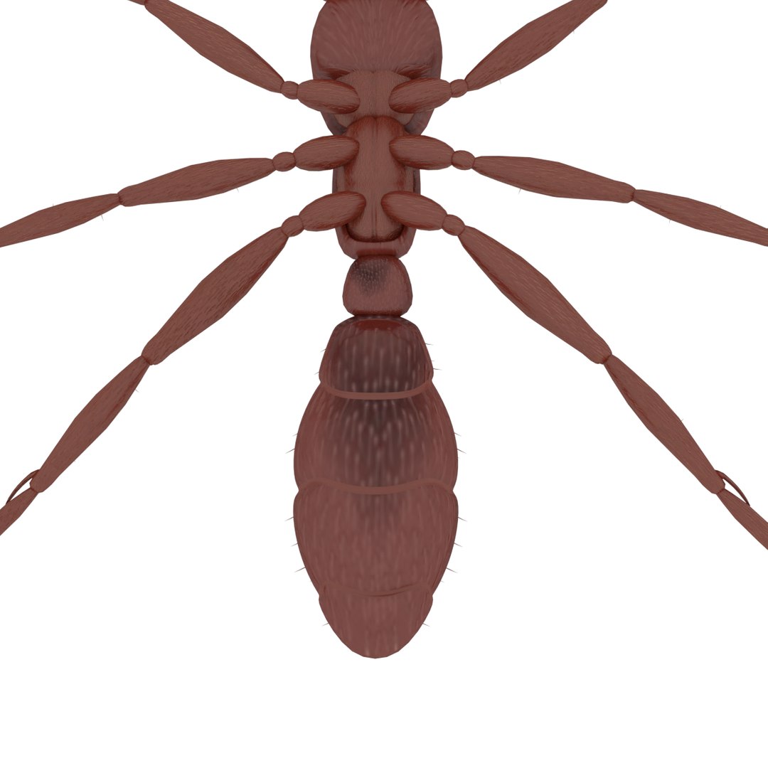 3D Army Ant Worker Model - TurboSquid 1206314