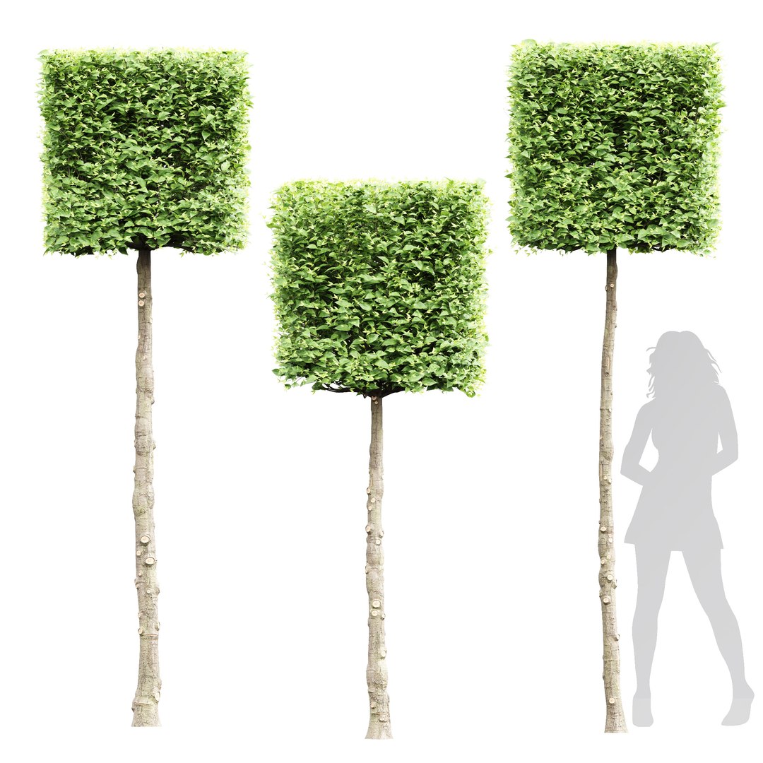 3D 5 Diffrent Tree Carpinus Betulus Broadleaf Pellet Model - TurboSquid ...