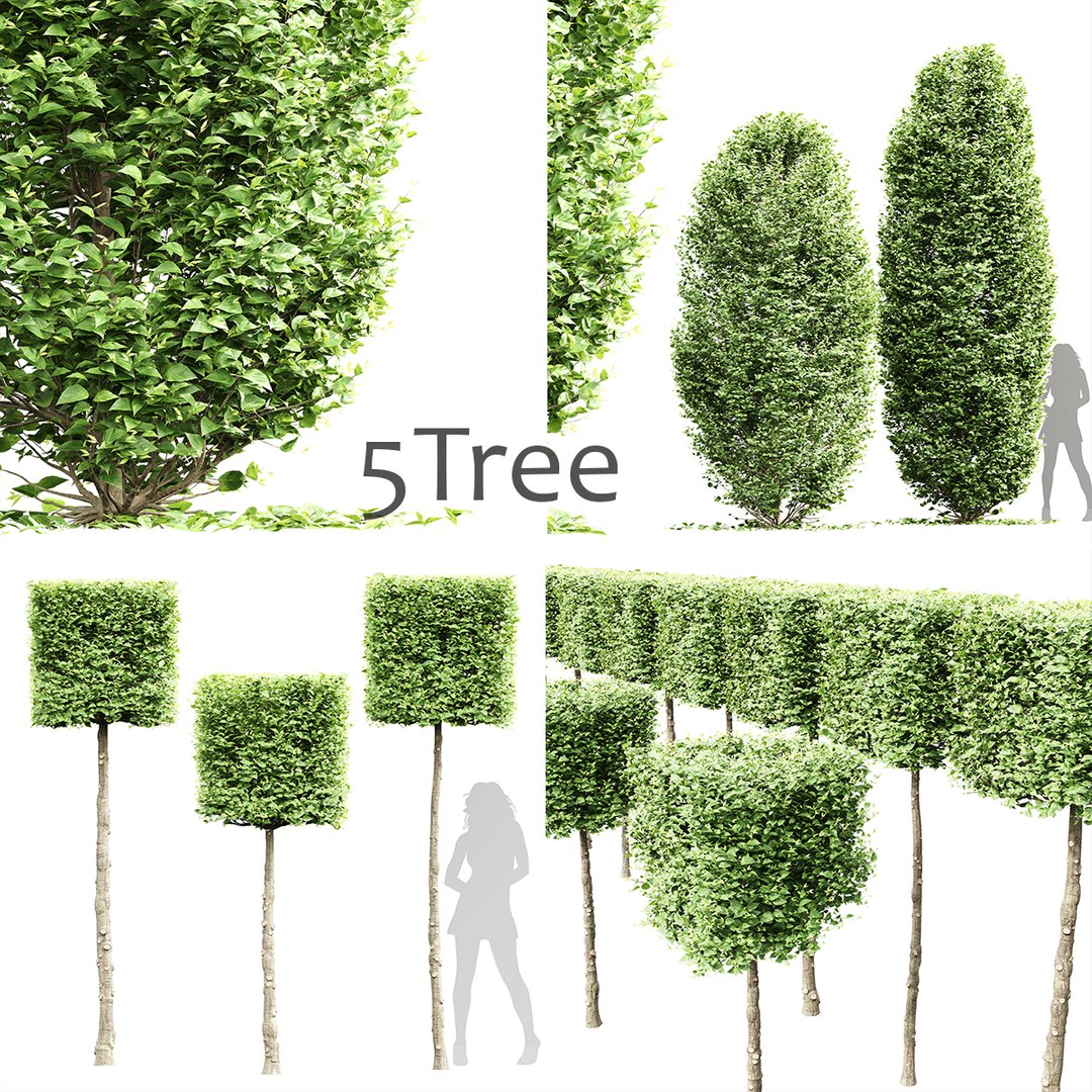 3D 5 Diffrent Tree Carpinus Betulus Broadleaf Pellet Model - TurboSquid ...