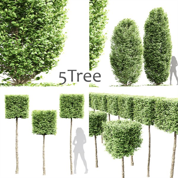 6 Different TreeNew Tree High detail Carpinus Betulus Broadleaf Box01 ...