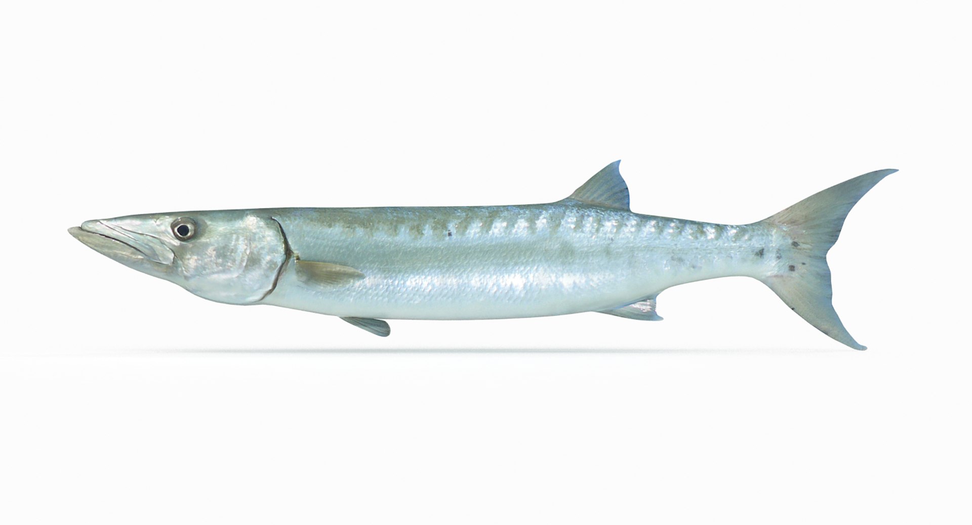 Barracuda 3D Model - TurboSquid 1184284