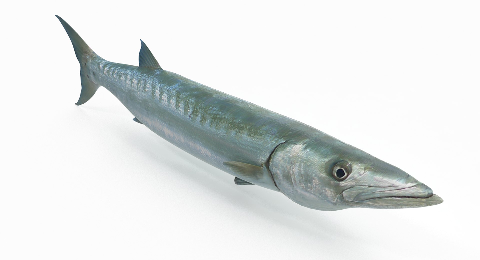 Barracuda 3D Model - TurboSquid 1184284