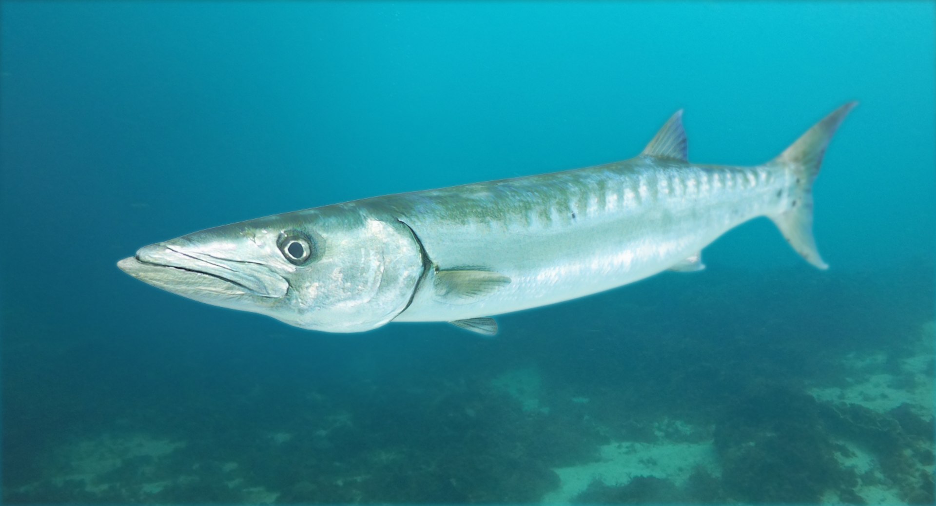 Barracuda 3D Model - TurboSquid 1184284