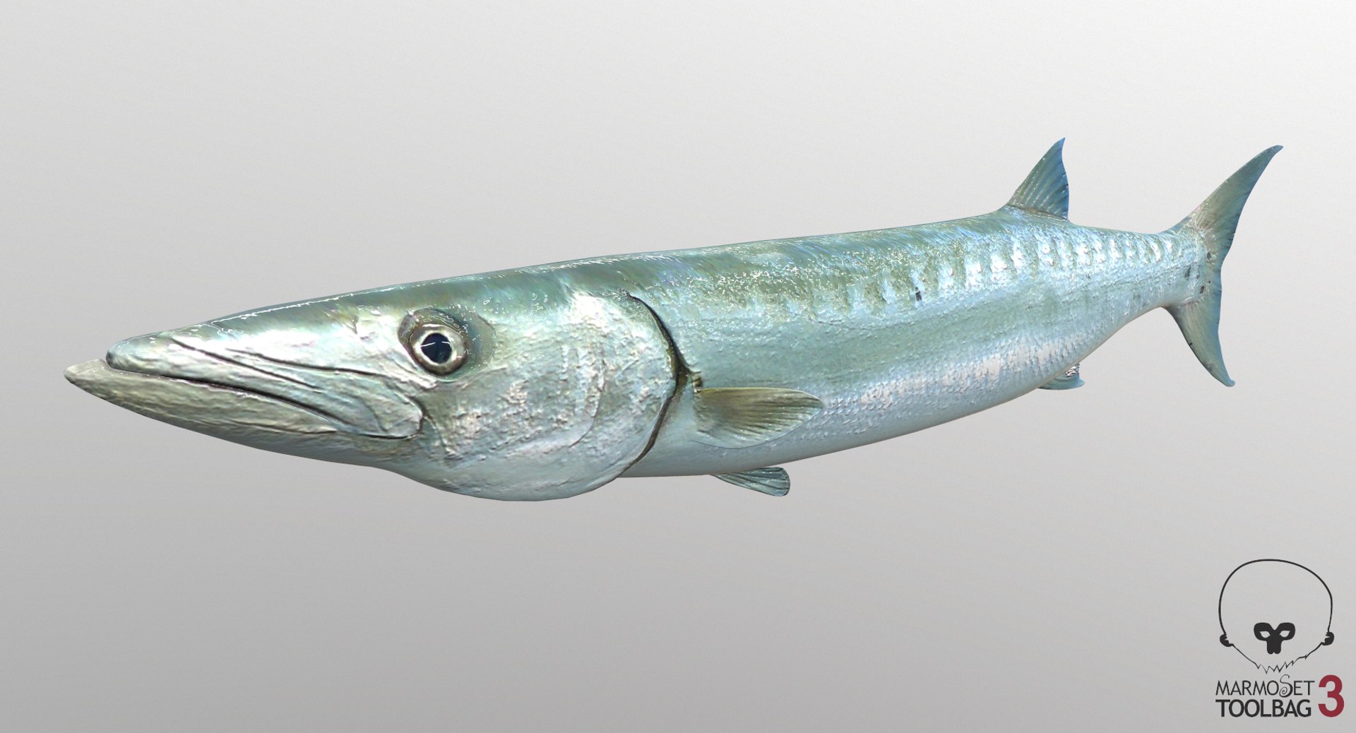 Barracuda 3D Model - TurboSquid 1184284