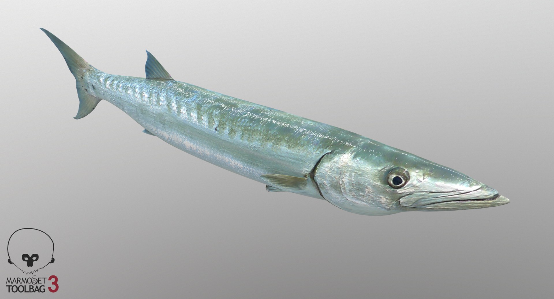 Barracuda 3D Model - TurboSquid 1184284