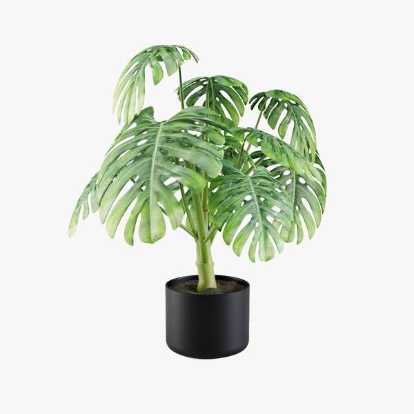 3D model Monstera plant - TurboSquid 1790336