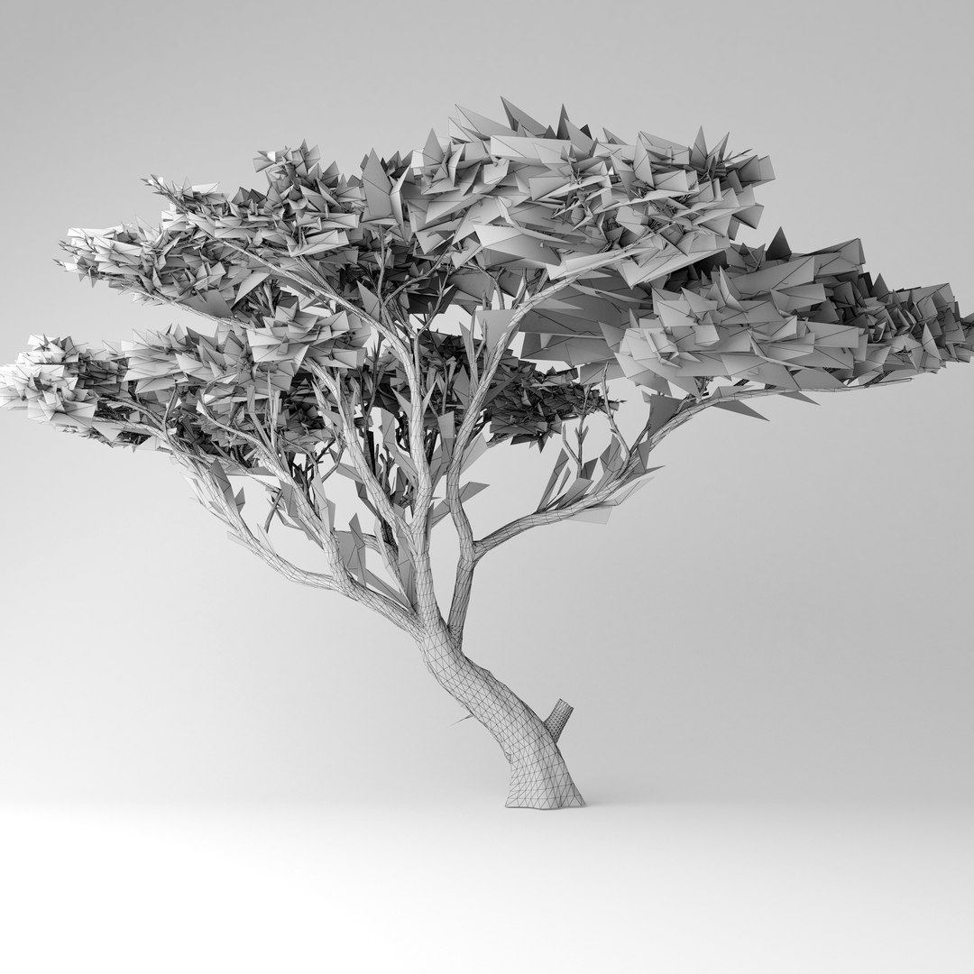 Acacia Tree Model - TurboSquid 1522204