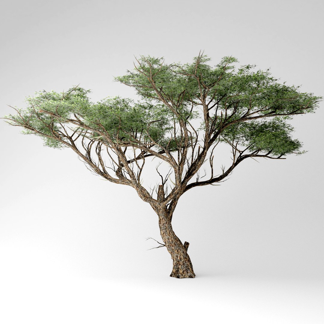 Acacia Tree Model - TurboSquid 1522204