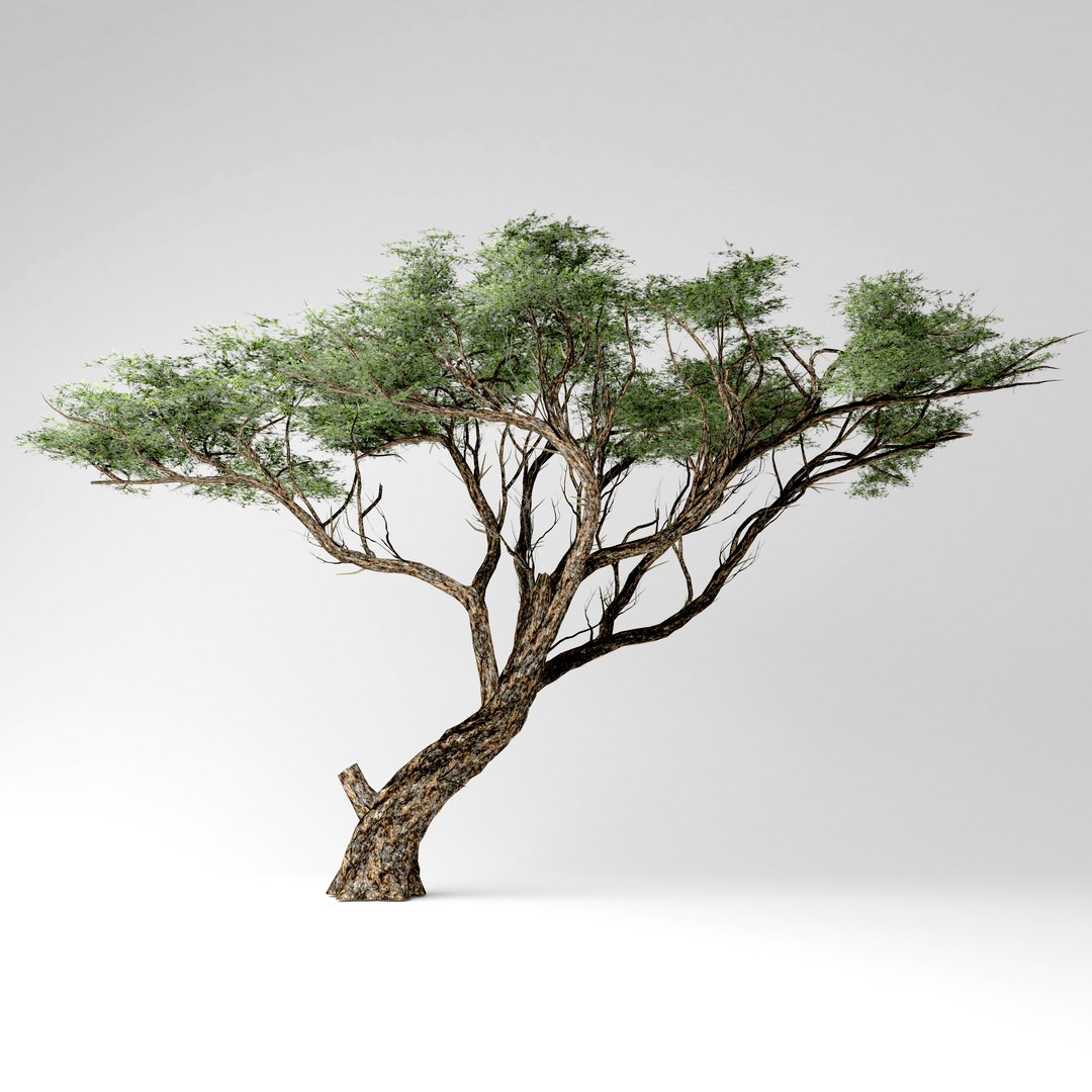 Acacia Tree Model - TurboSquid 1522204
