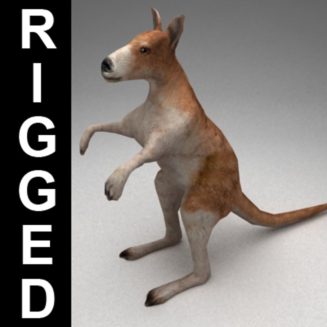 3d Model Rigged Kangaroo